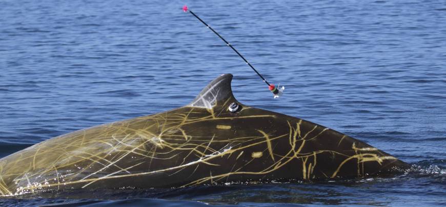 How low can you go? Cuvier's beaked whale the champ of deep-sea diving ... How low can you go? Cuvier's beaked whale the champ of deep-sea diving ...